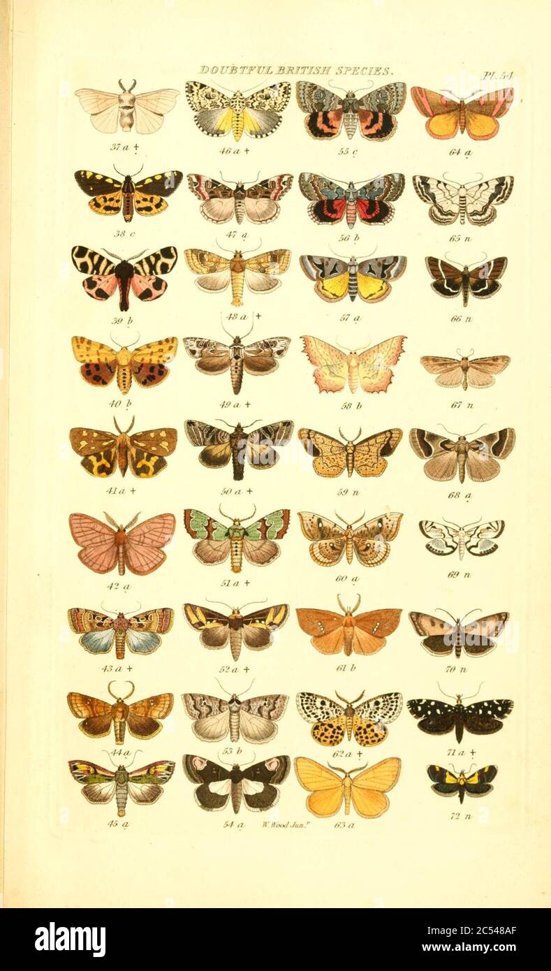 Index entomologicus, or, A complete illustrated catalogue, consisting ...
