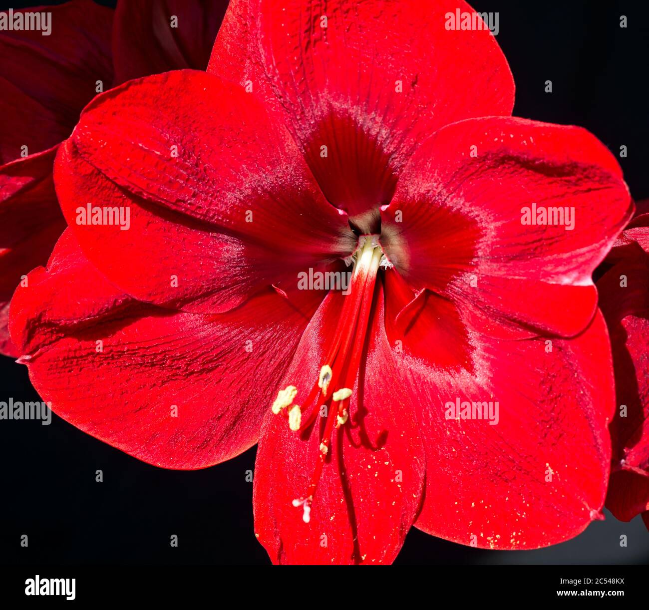 The large bright red flowers of Amaryllis Stock Photo - Alamy
