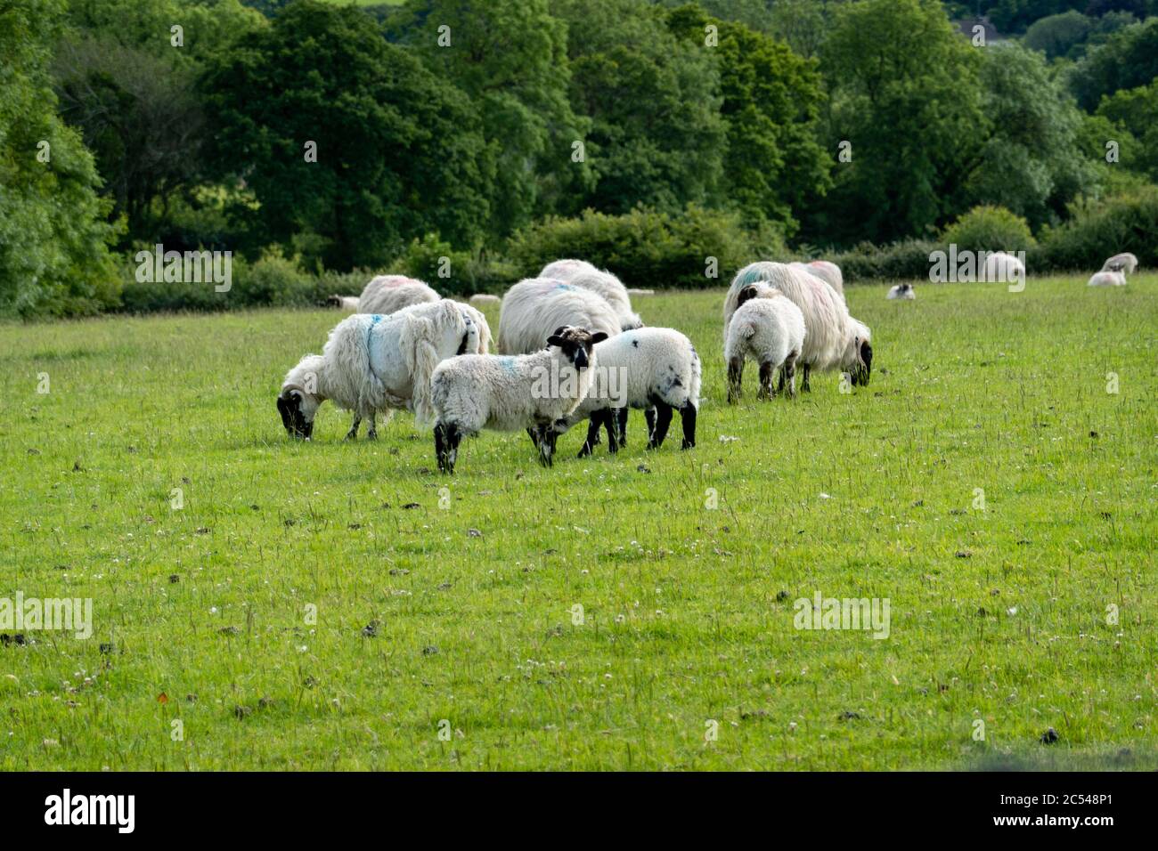 flock of sheep in grass field Stock Photo - Alamy