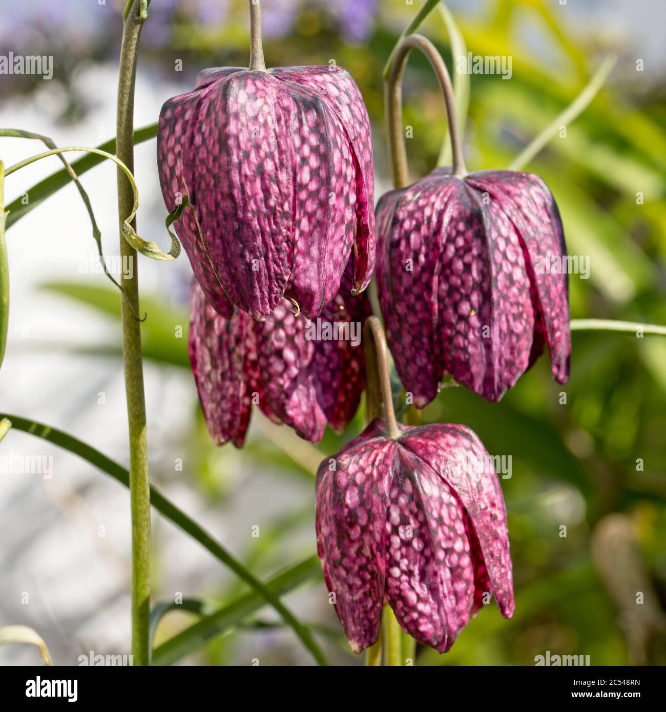 Snake's Head Fritillary (Fritillaria meleagris) in flower, Cornwall ...
