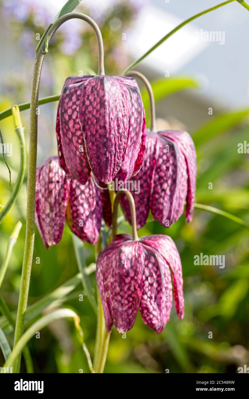 Snake's Head Fritillary (Fritillaria meleagris) in flower, Cornwall ...