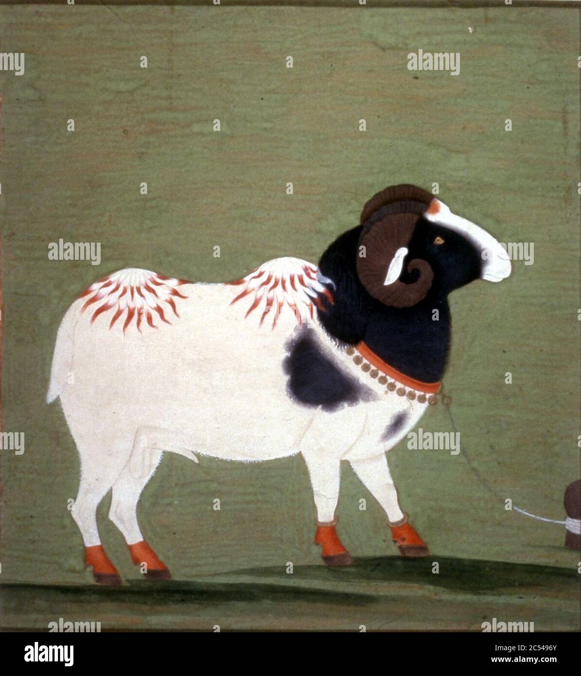 Animal study hi-res stock photography and images - Alamy