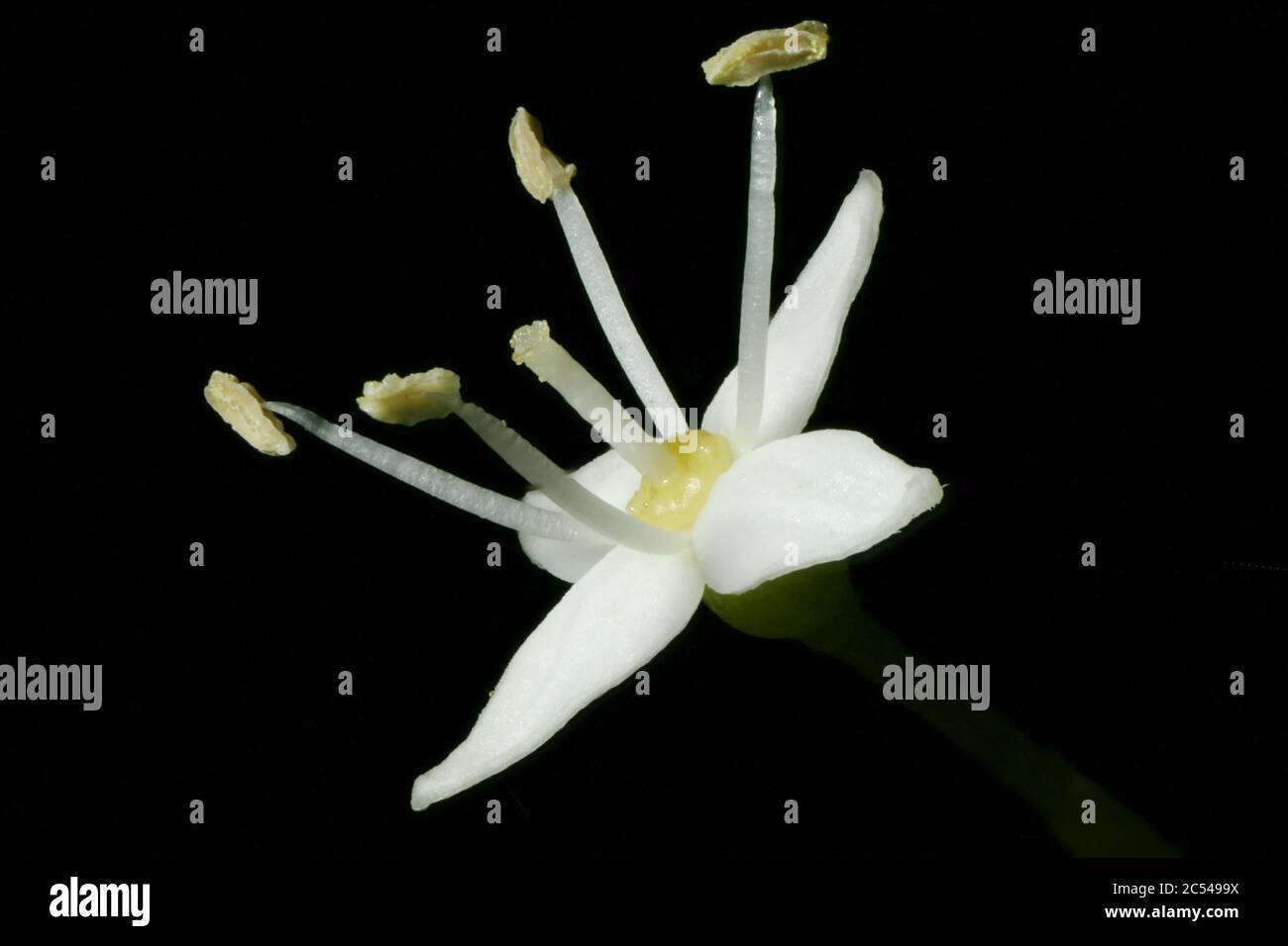 Swida hi-res stock photography and images - Alamy