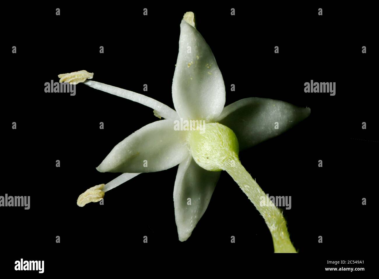 White Dogwood (Swida alba). Flower Closeup Stock Photo - Alamy