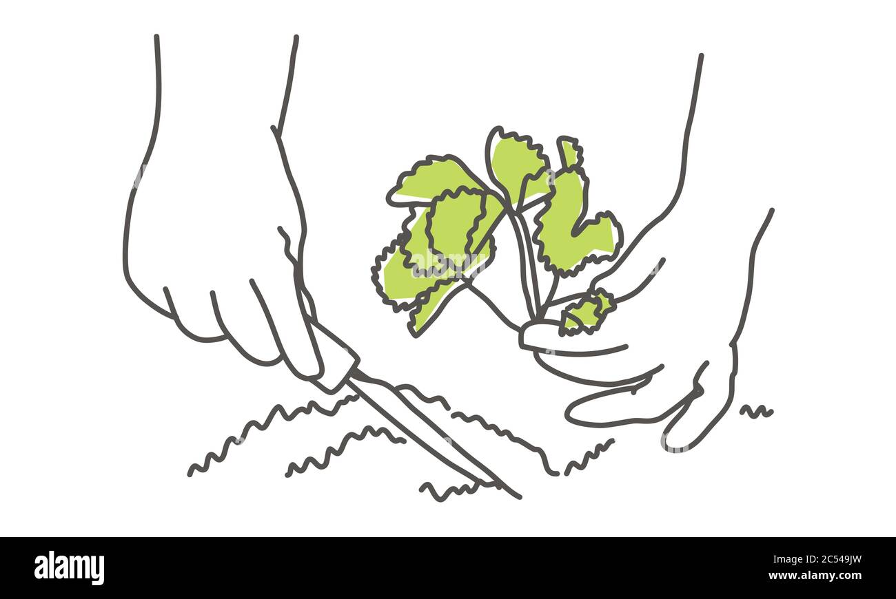 Gardening or planting concept. Hand drawn vector illustration Stock ...