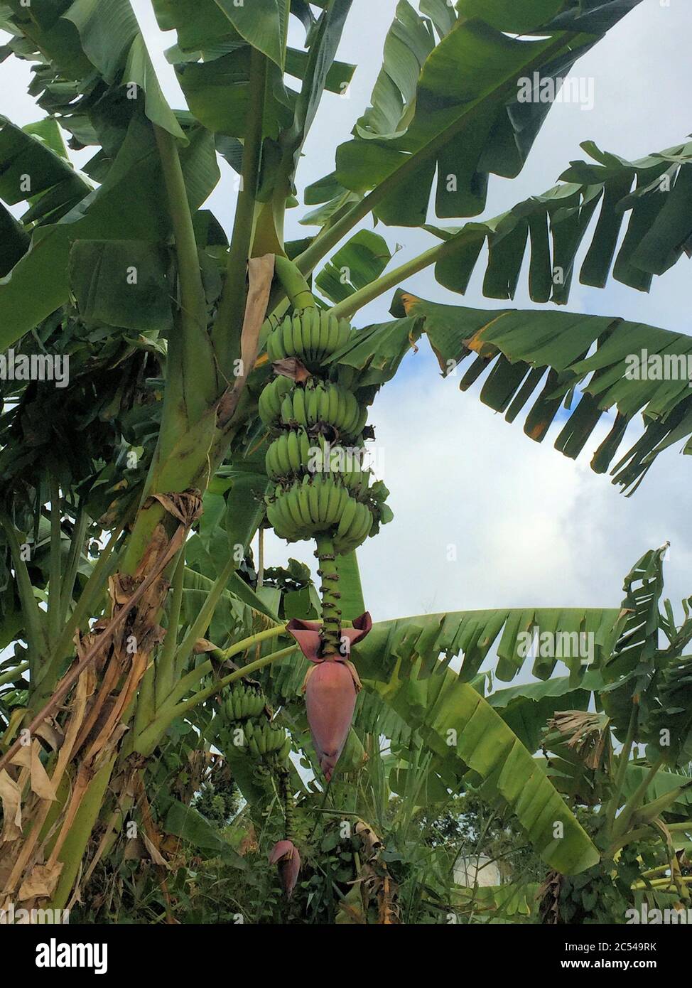 Brunch of bananas hi-res stock photography and images - Alamy