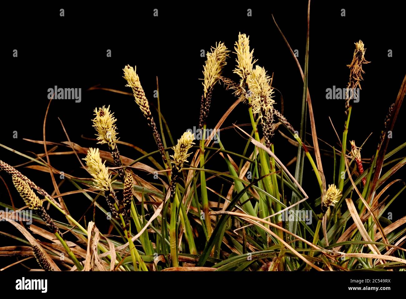 Rare Spring Sedge High Resolution Stock Photography and Images - Alamy