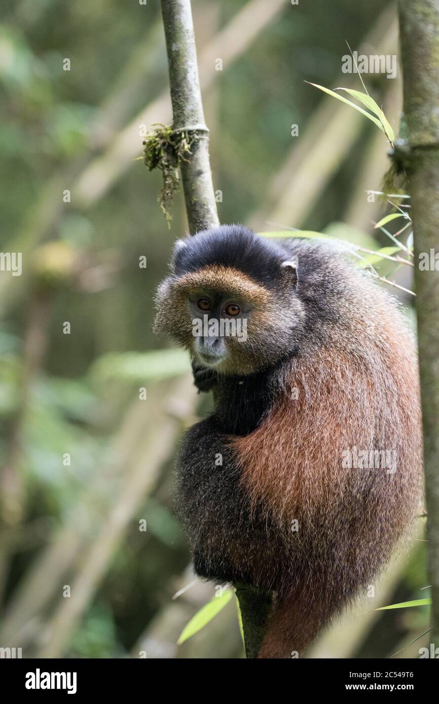 Golden monkey clinging to a tree in Volcanoes National Park, Rwanda ...