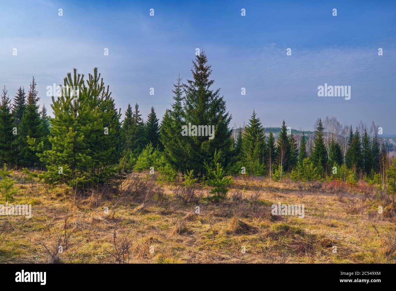 Early spring in the forest. Forest meadow field landscape. Early spring ...