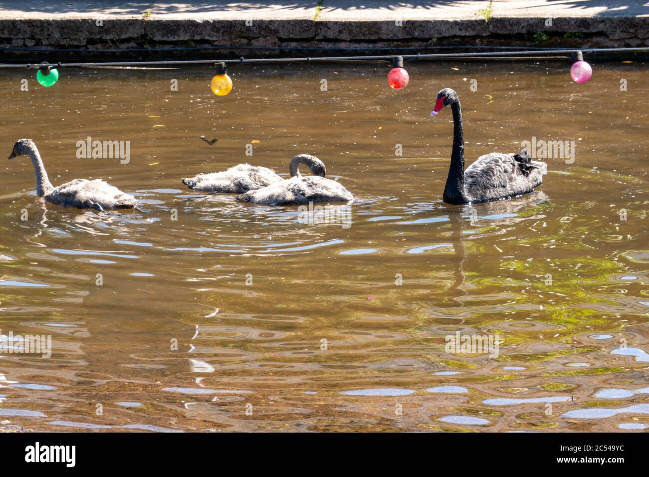 Swan brook hi-res stock photography and images - Alamy
