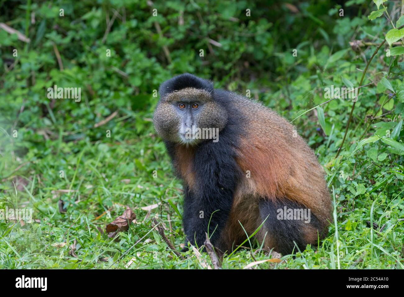 Portrait of a golden monkey with hands over its mouth in Volcanoes ...