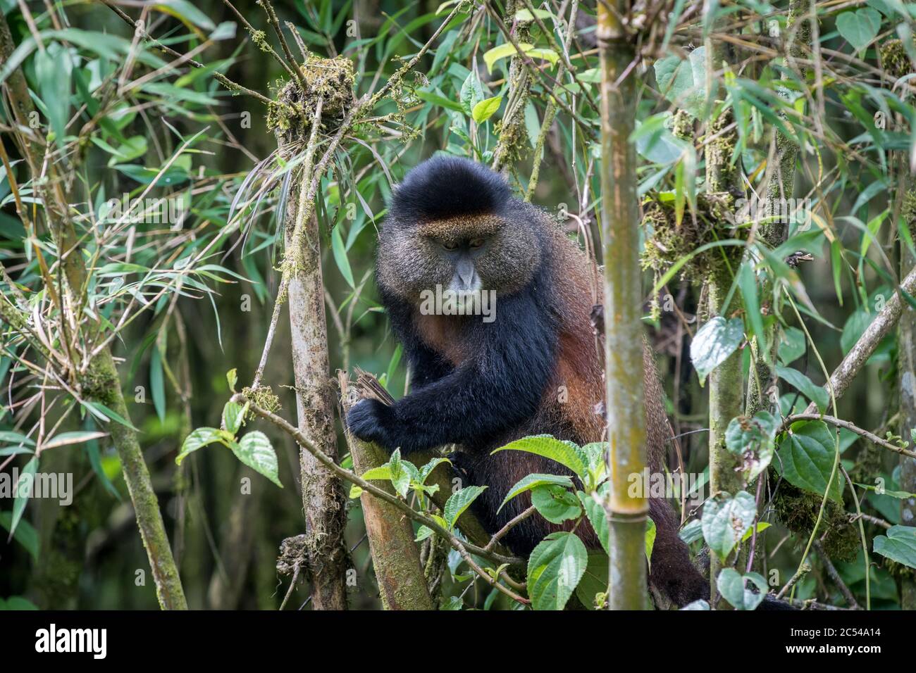 A golden monkey in in the wilderness of Volcanoes National Park in ...