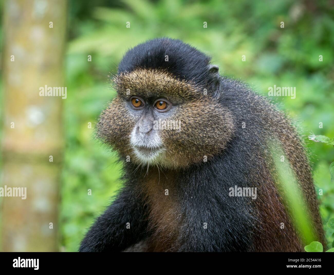 African bamboo trees hi-res stock photography and images - Alamy