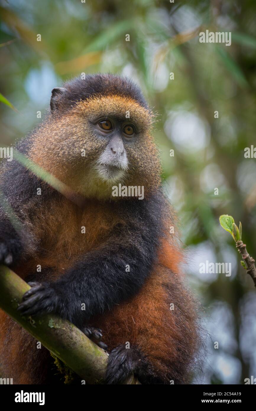 A golden monkey in in the wilderness of Volcanoes National Park in ...
