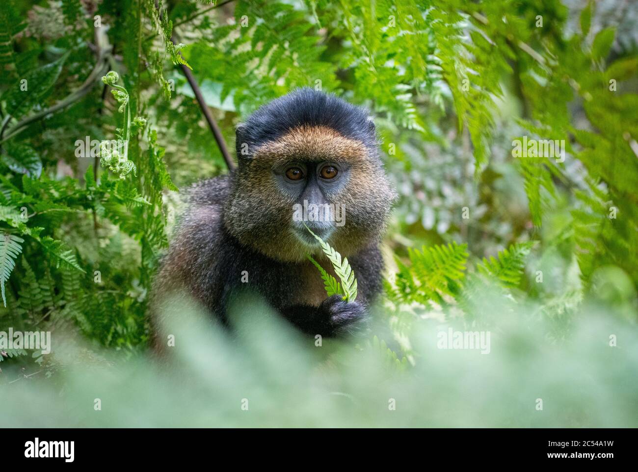 Portrait of a golden monkey eating leaves in Volcanoes National Park ...
