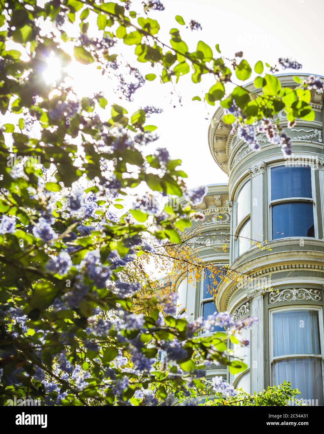 Queen Anne style house behind a tree in San Francisco, California Stock ...
