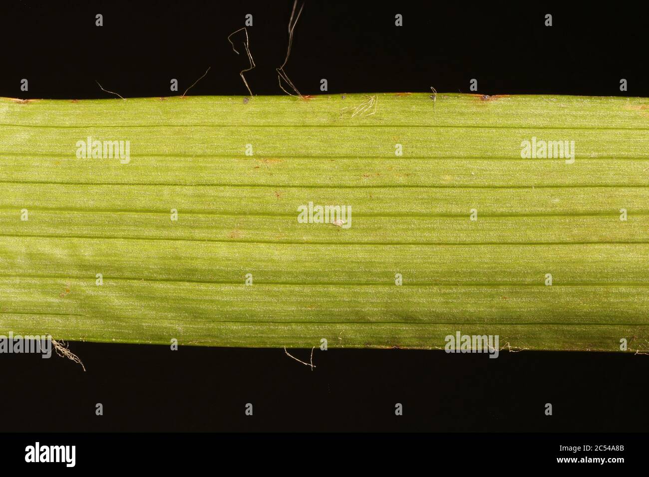 Hairy Woodrush (Luzula pilosa). Leaf Detail Closeup Stock Photo - Alamy