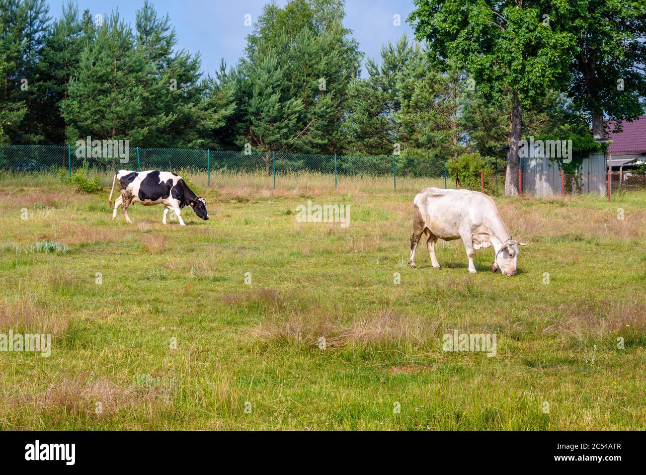 Cow on a summer pasture. Rural landscape. Poland, Europe Stock Photo ...