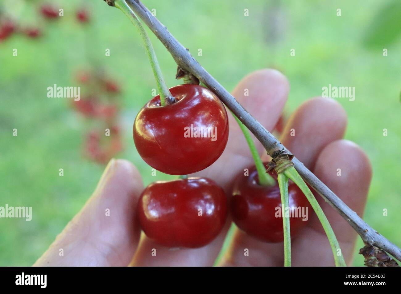 Red ripe cherries on tree branch and women's fingers are reaching ...