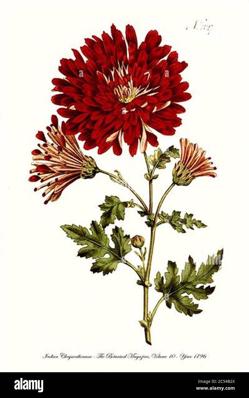 Indian mum Chrysanthemum indicum Stock Photo - Alamy