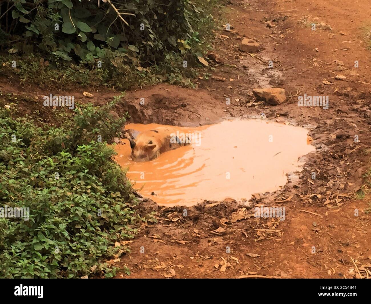Pig is taking a bath in the mud Stock Photo - Alamy