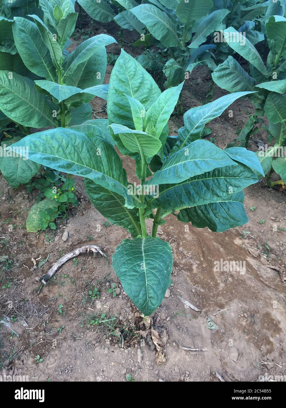 Tabac plant farm in Vinales Stock Photo - Alamy
