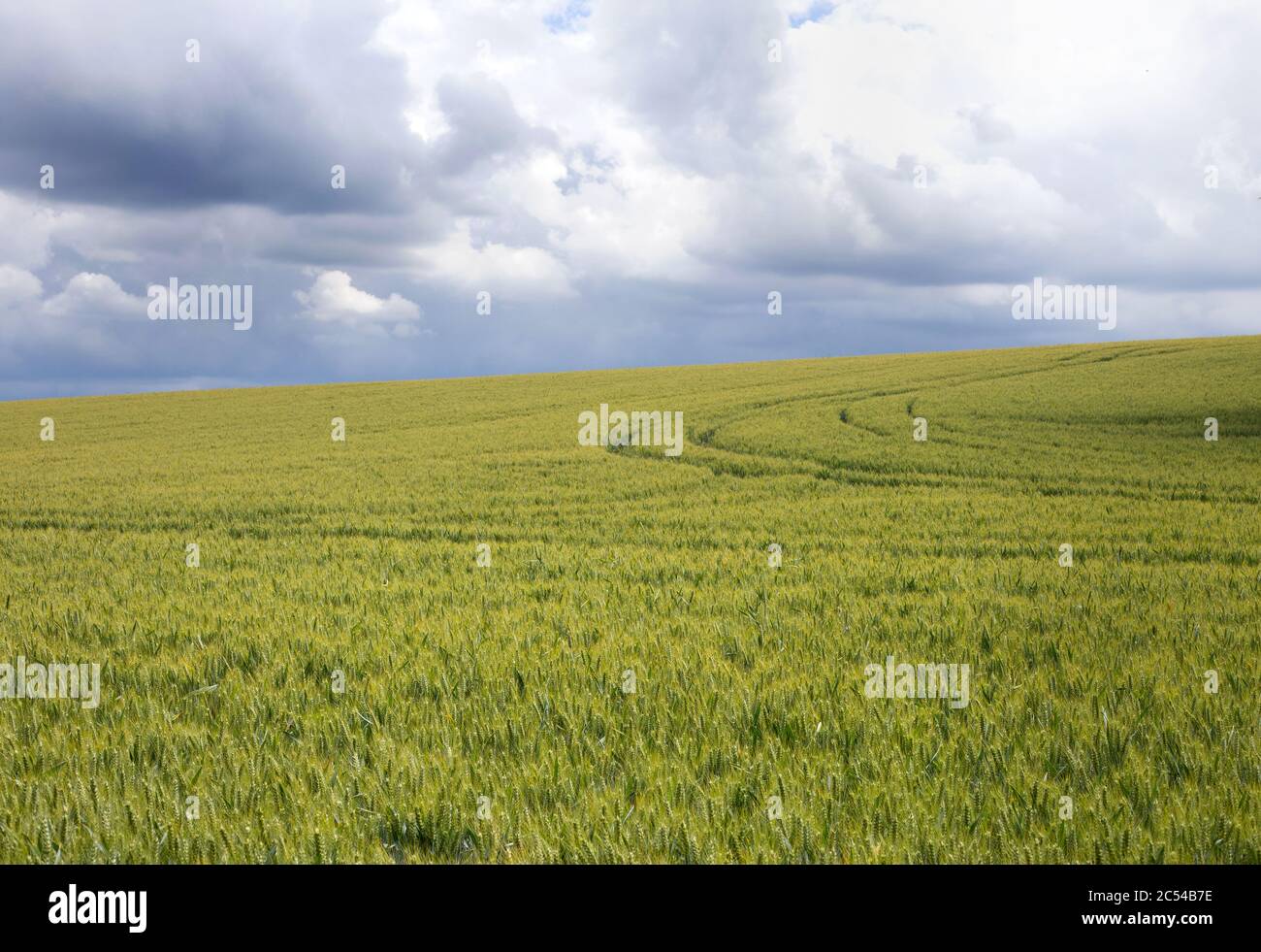 Rye landscape hi-res stock photography and images - Alamy