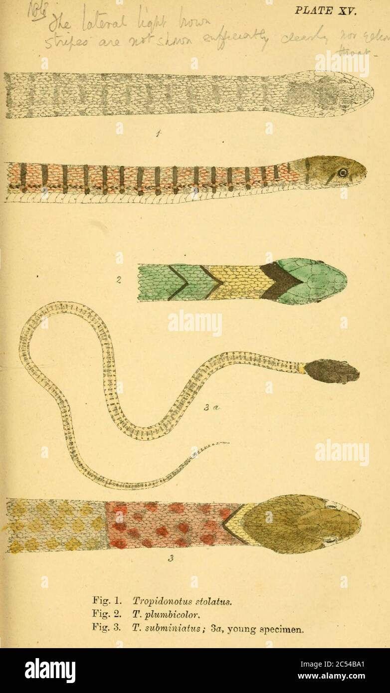 Indian snakes (Plate XV Stock Photo - Alamy