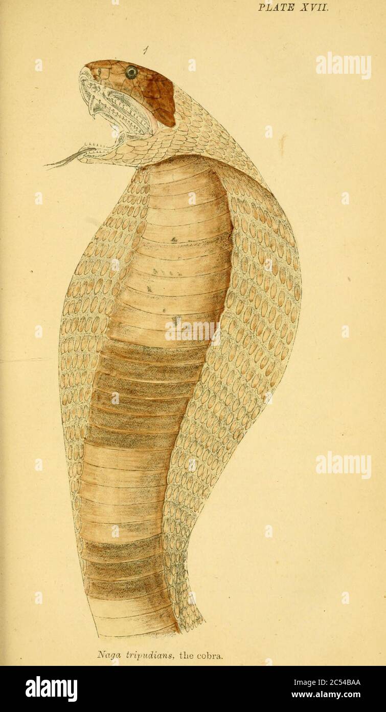 Indian snakes (Plate XVII Stock Photo - Alamy
