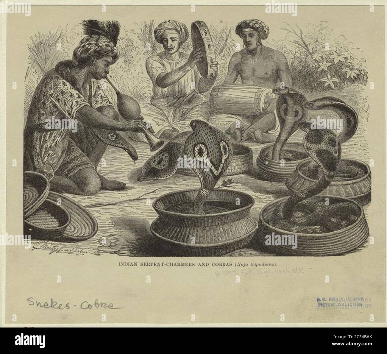 Indian serpent-charmers and cobras (naja tripudians Stock Photo - Alamy