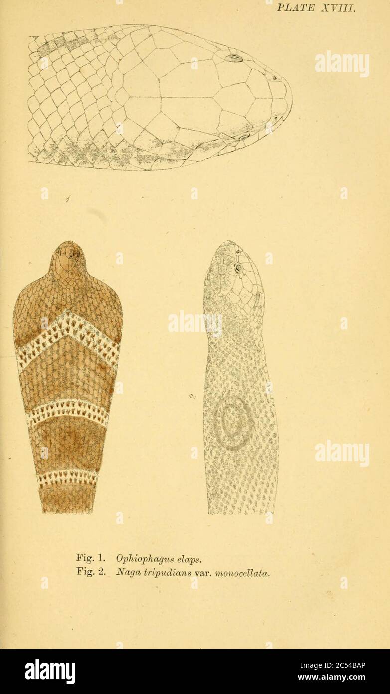 Indian snakes (Plate XVIII Stock Photo - Alamy