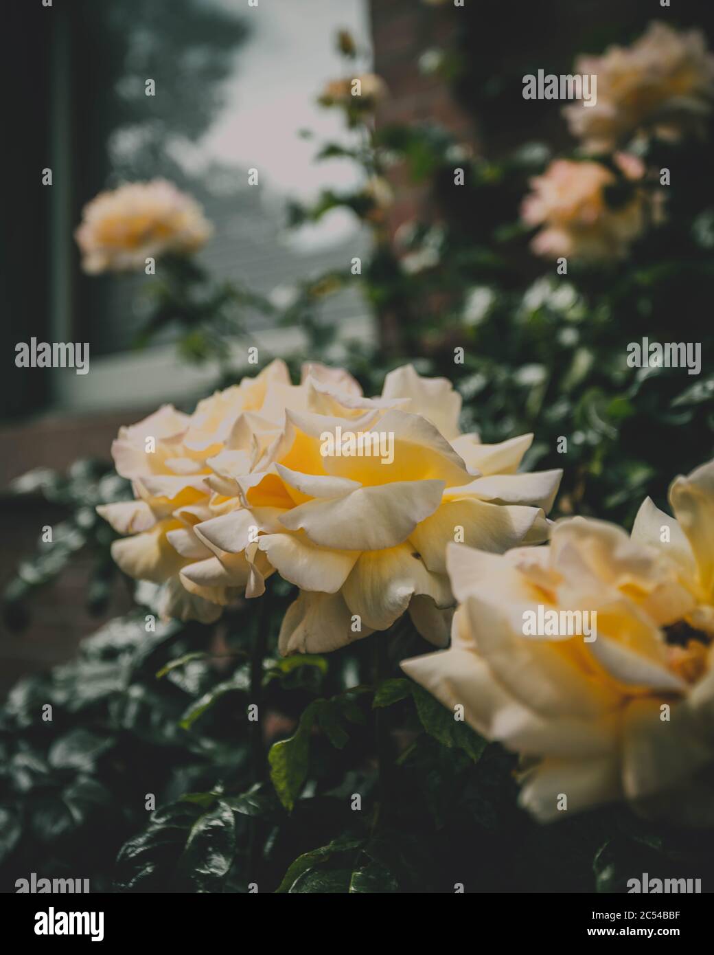 Classy rose hi-res stock photography and images - Alamy