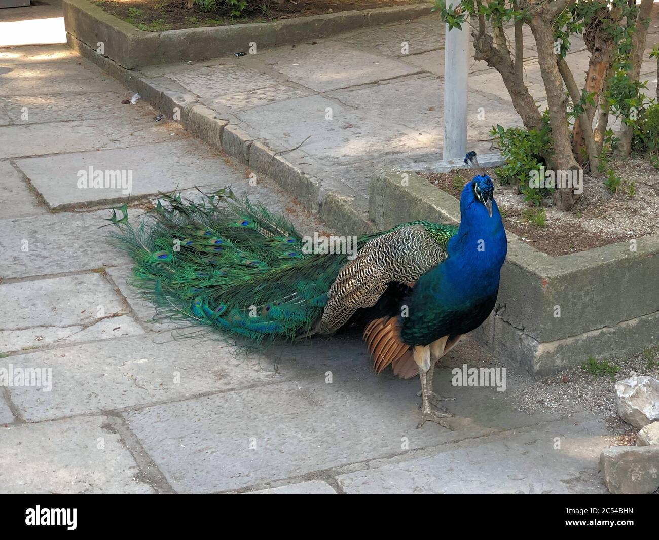 Lovely Peacock High Resolution Stock Photography and Images - Alamy