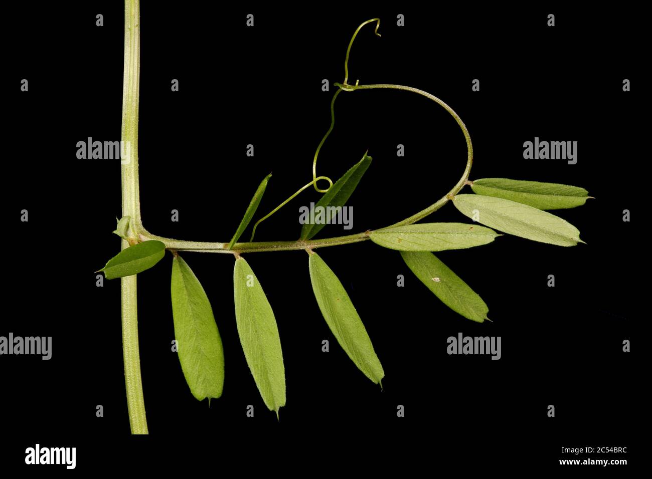 Narrow-Leaved Vetch (Vicia angustifolia). Leaf Closeup Stock Photo - Alamy