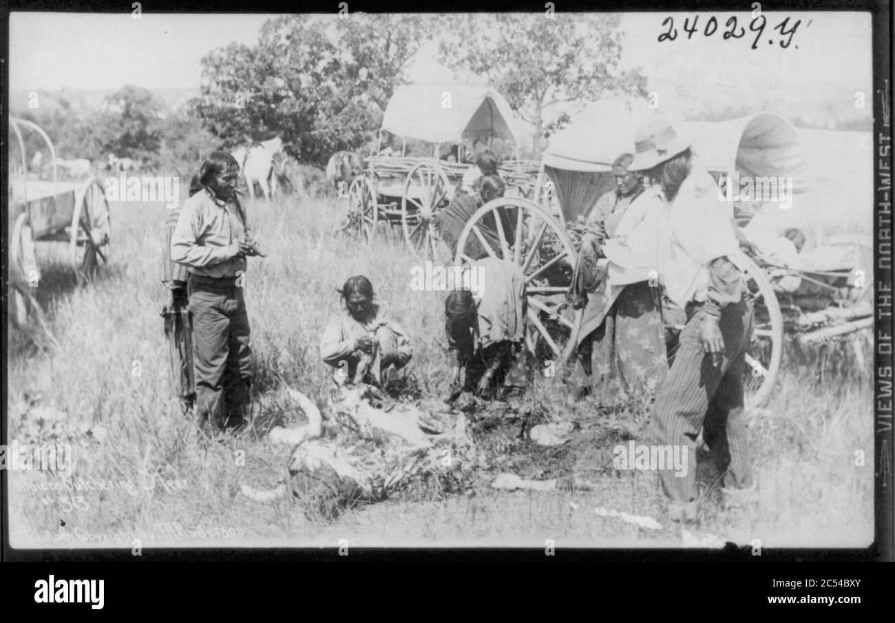 Indians butchering a steer Stock Photo - Alamy