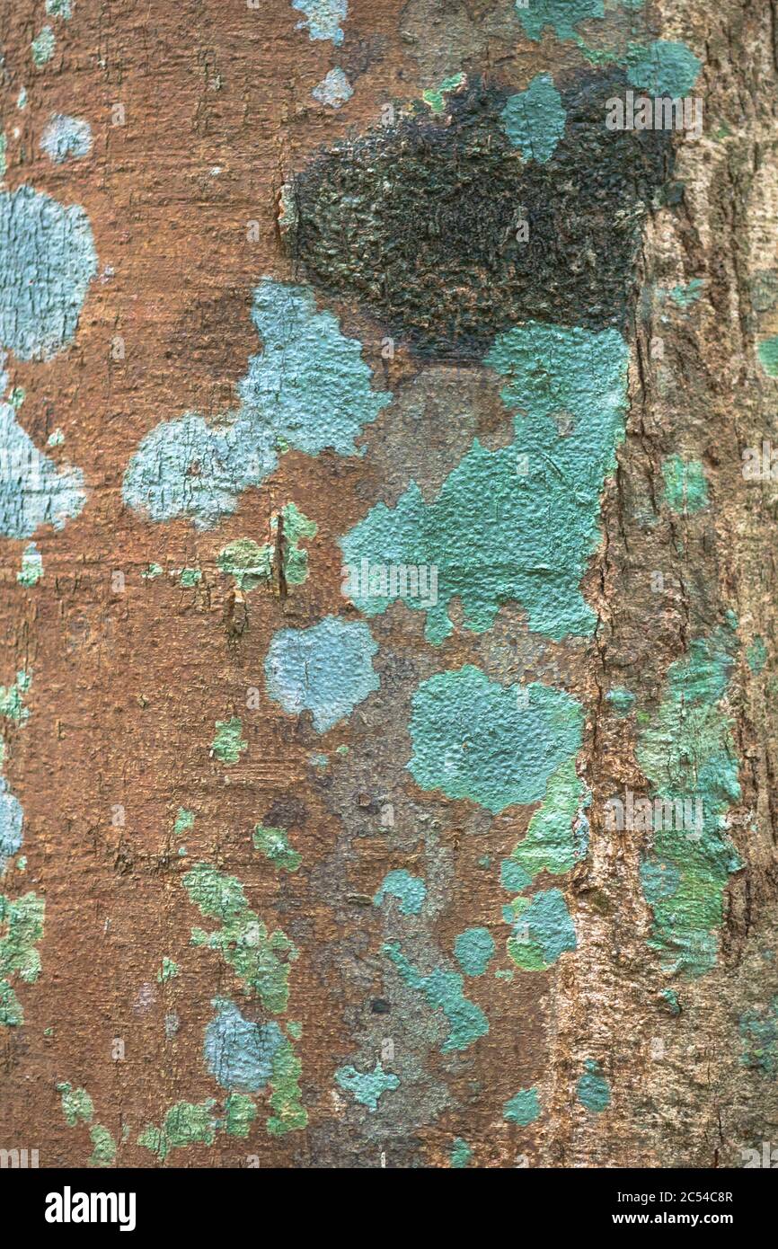 Bark of Jenaris or Tulang Daing Tree (Callerya atropurpurea Stock Photo ...