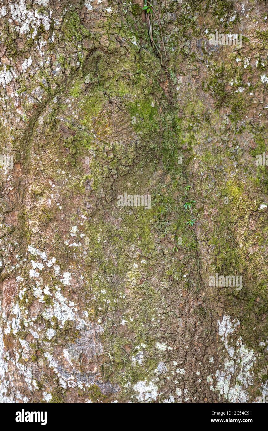 Bark of Jelutong Tree (Dyera costulata Stock Photo - Alamy