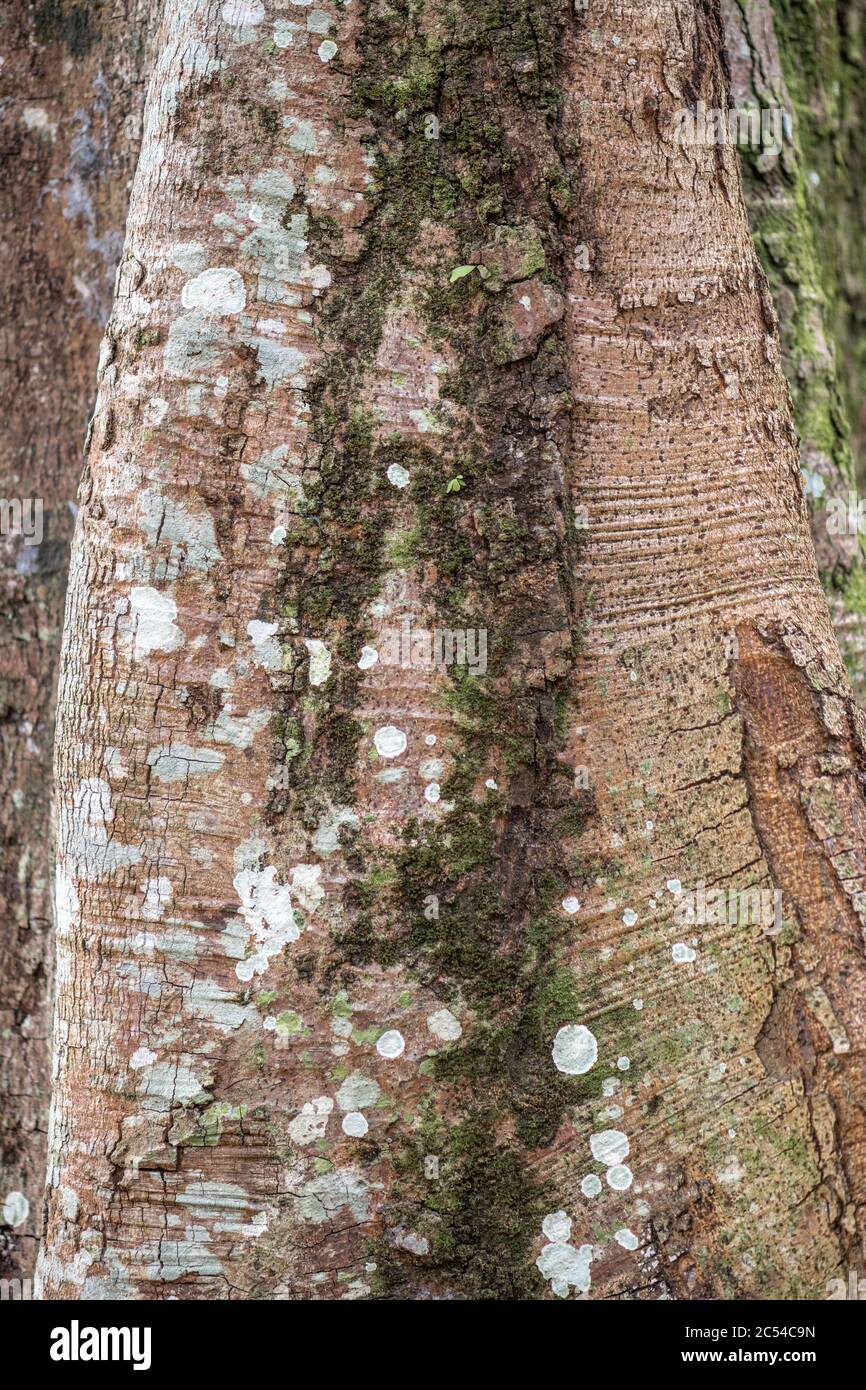 Bark of Giant Cola Tree (Cola gigantea Stock Photo - Alamy