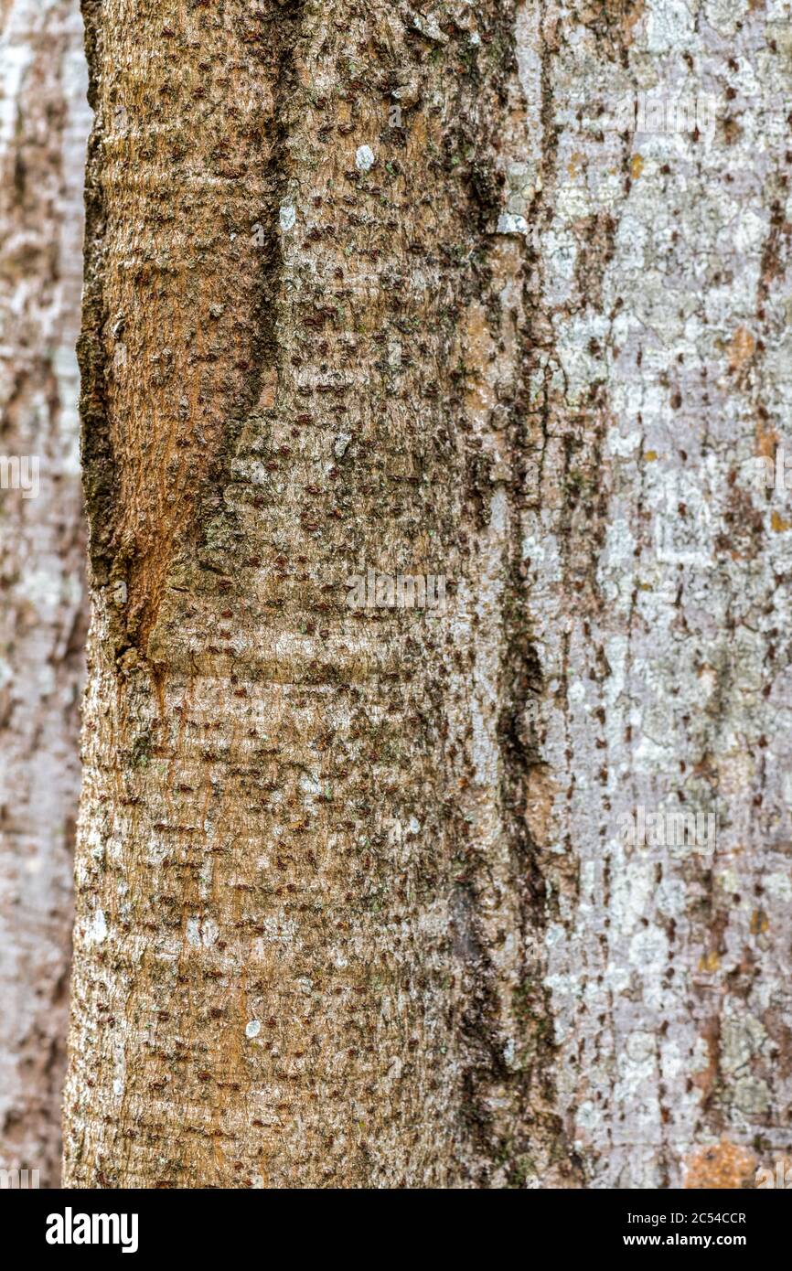 Bark of Bastard Poon, Kelumpang Jari or Jari Olive Tree (Sterculia ...