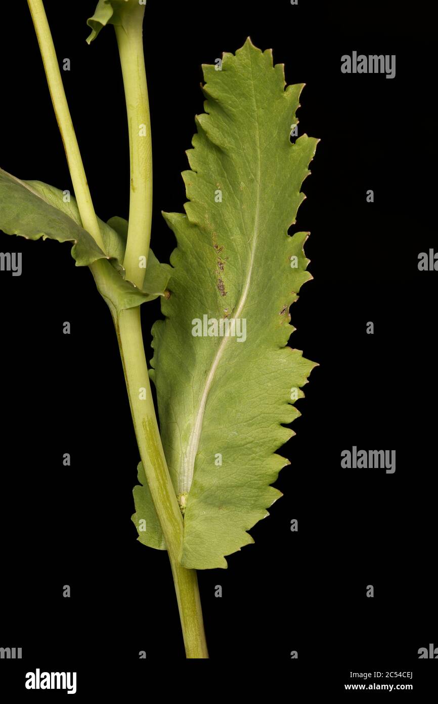 Opium poppy (Papaver somniferum). Leaf Closeup Stock Photo - Alamy