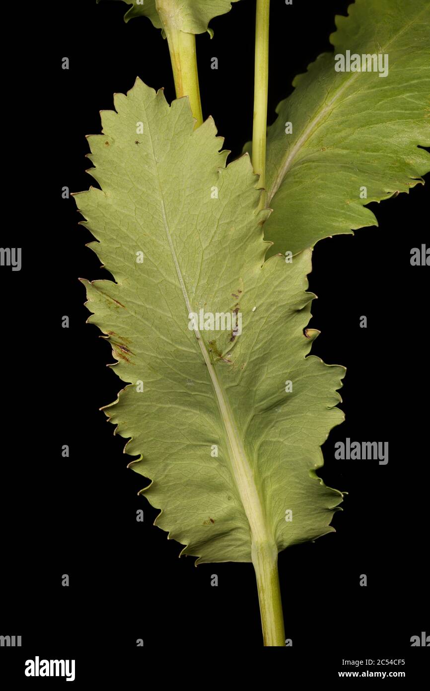 Papaver Somniferum Leaves