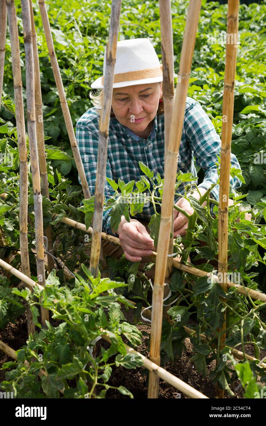 Mature woman gardener with bamboo stick working with seedlings Stock ...