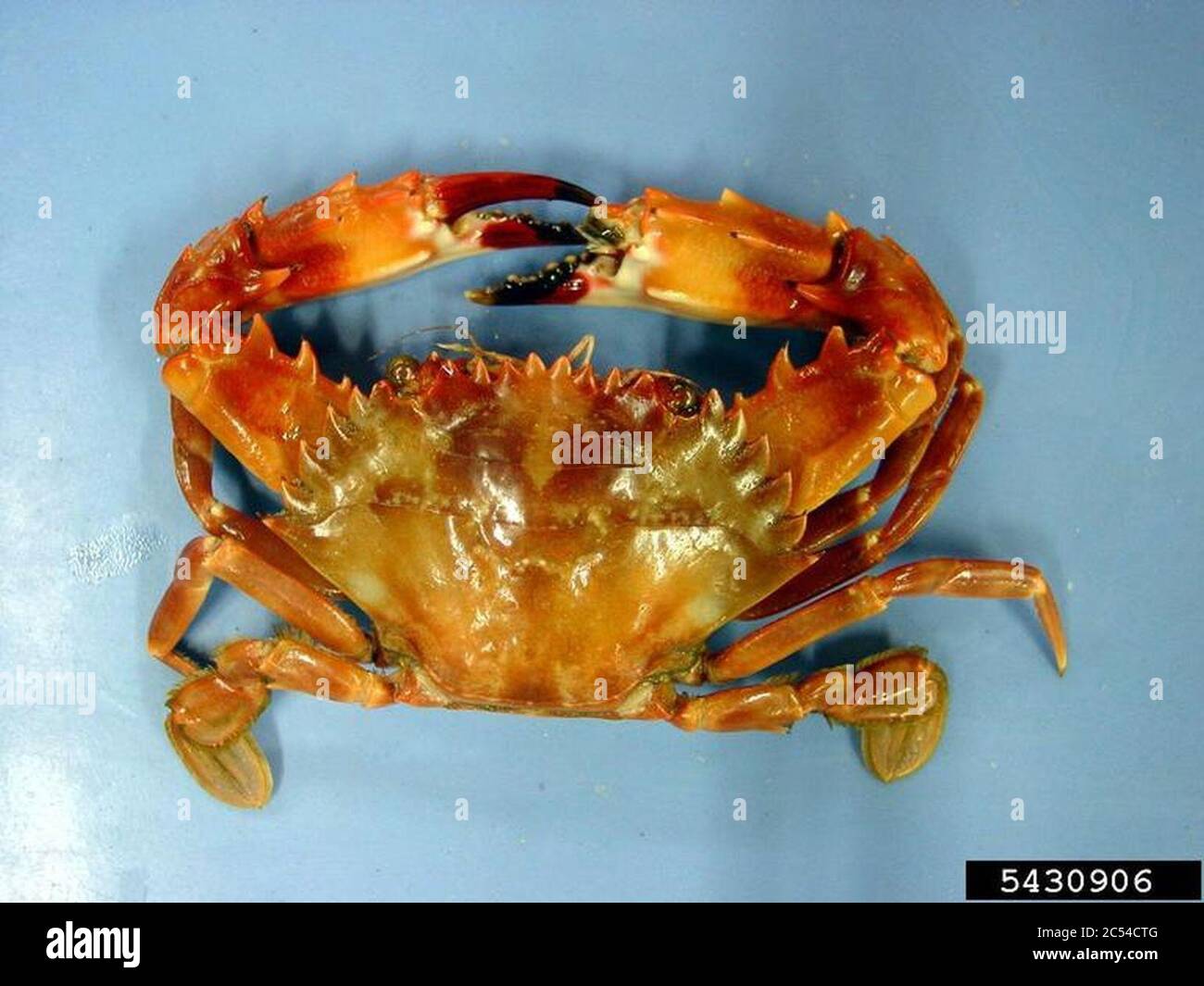 Indo Pacific swimming crab Stock Photo - Alamy