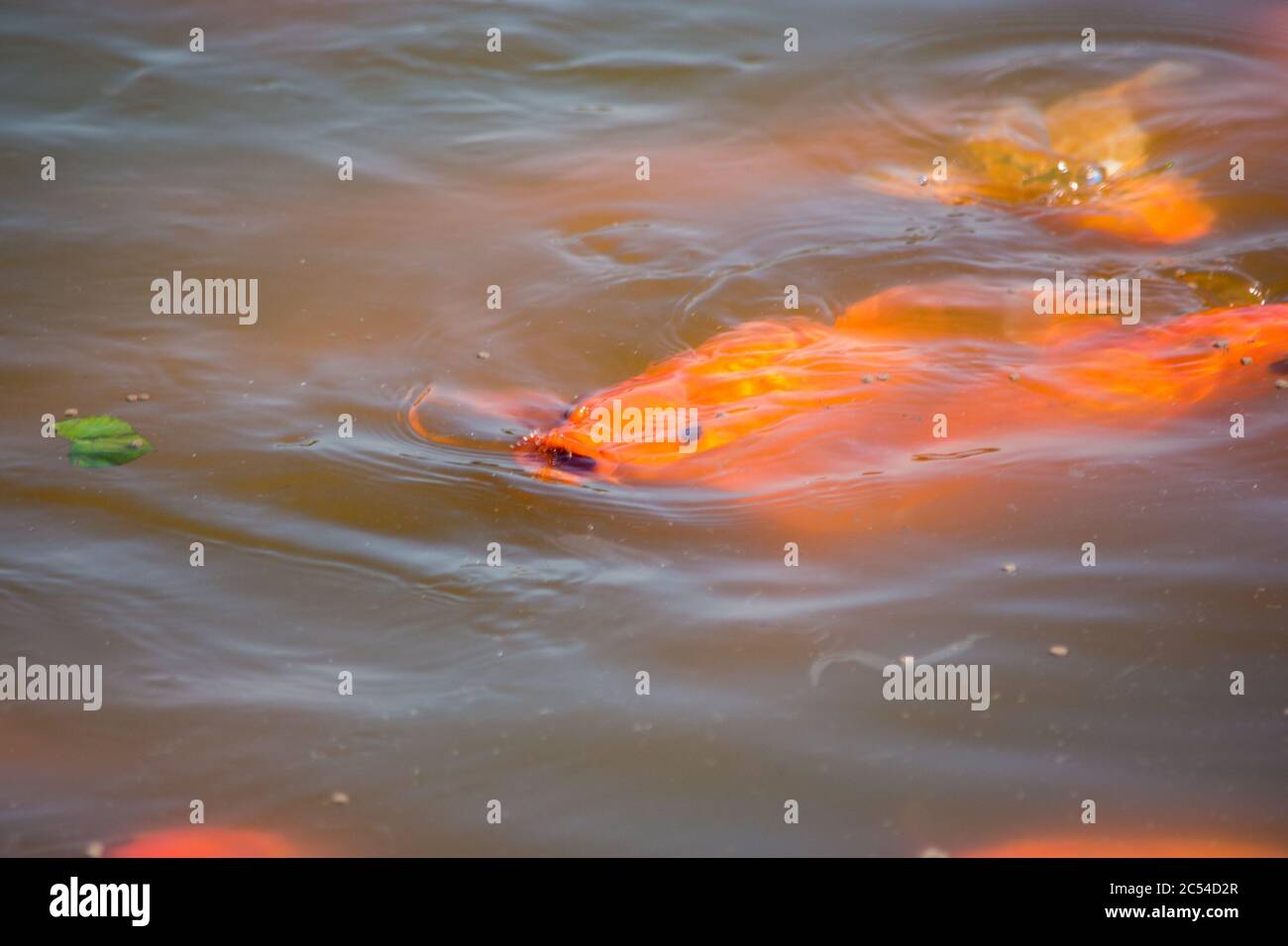 Big orange fish swimming in the water Stock Photo - Alamy
