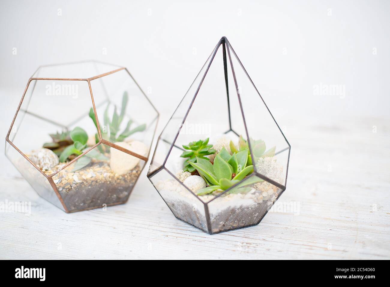 Air plants terrarium hi-res stock photography and images - Alamy