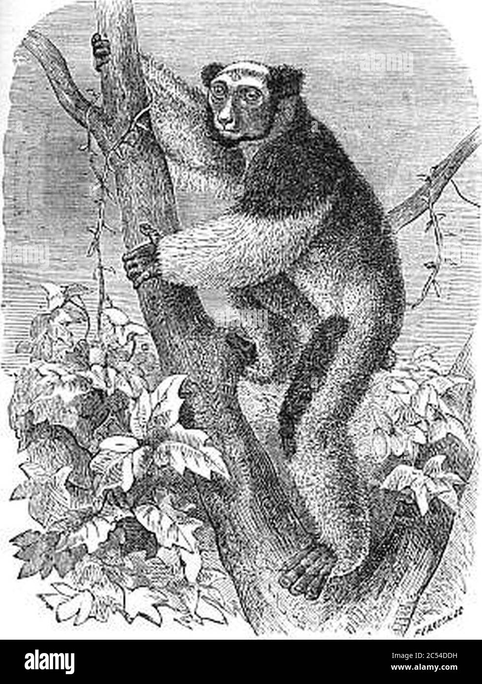 Indris 1882 encyclopedia Stock Photo - Alamy