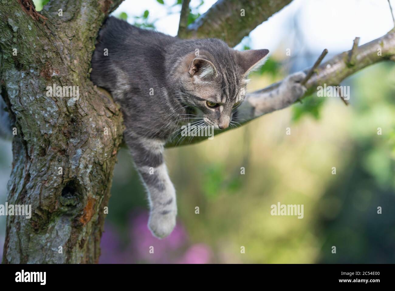 Reclining cat hi-res stock photography and images - Alamy