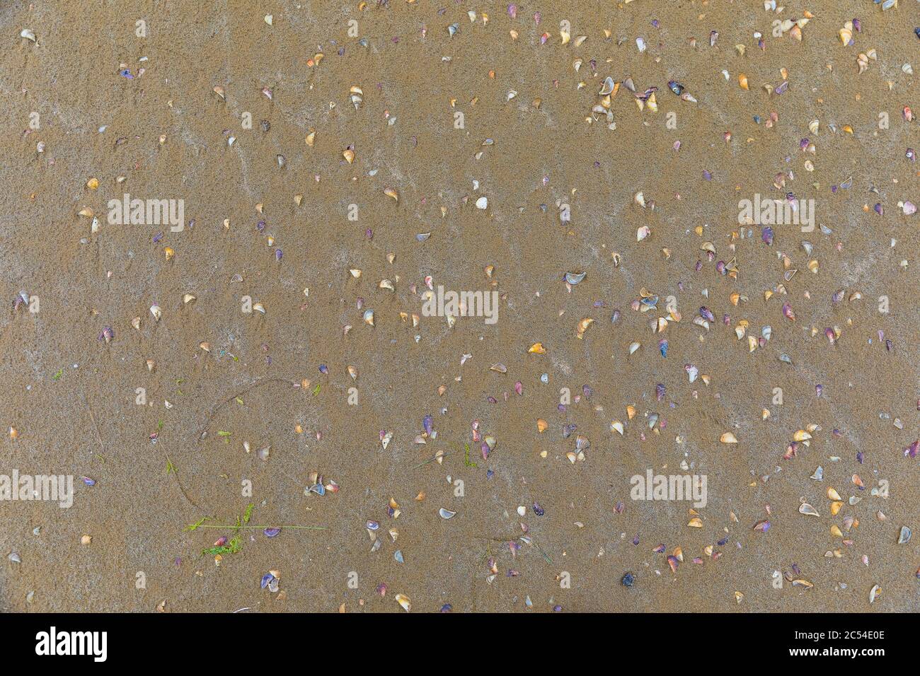 Texture of shells on the beach coast Stock Photo - Alamy