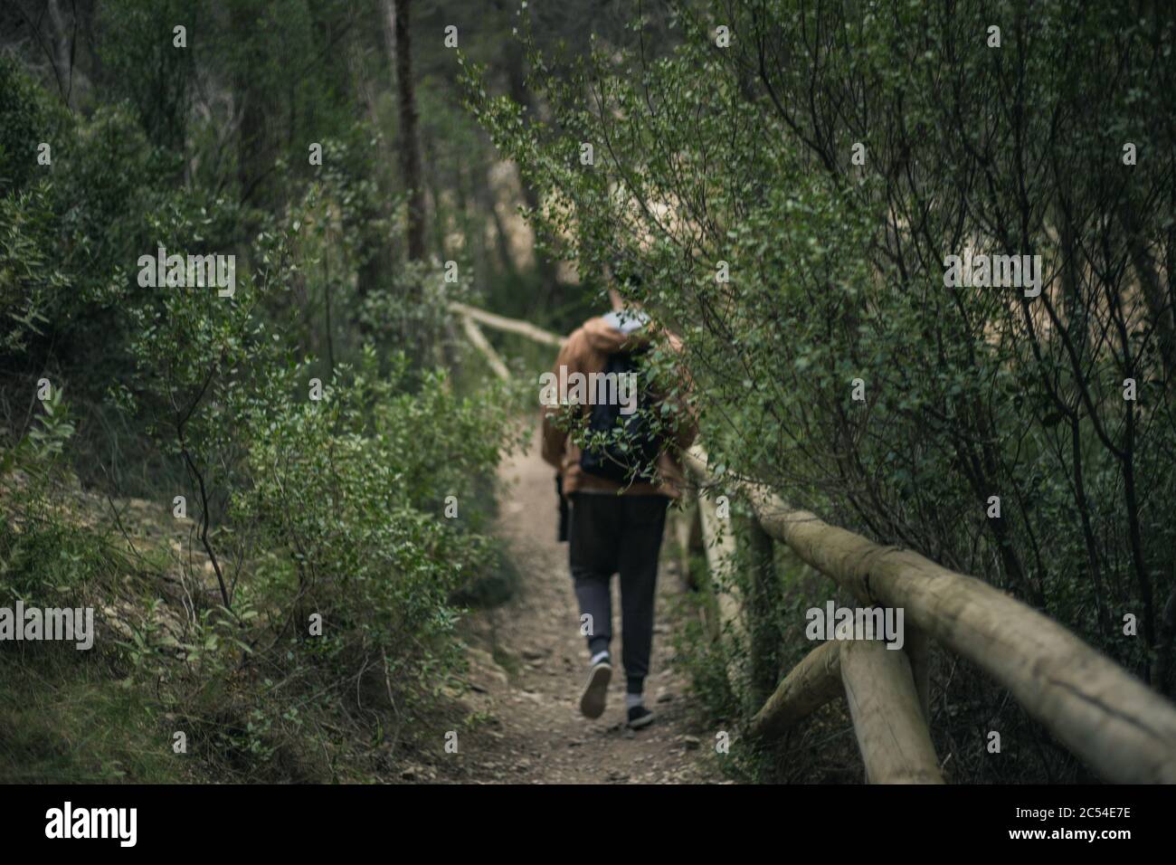 Person walking through the trees of the forest Stock Photo - Alamy
