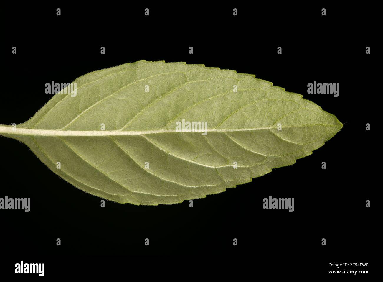 Botanical illustration corn mint hi-res stock photography and images ...